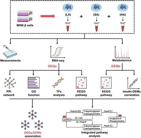 Integration Of Transcriptomics And Metabolomics Provides Metabolic And Functional Insights Into