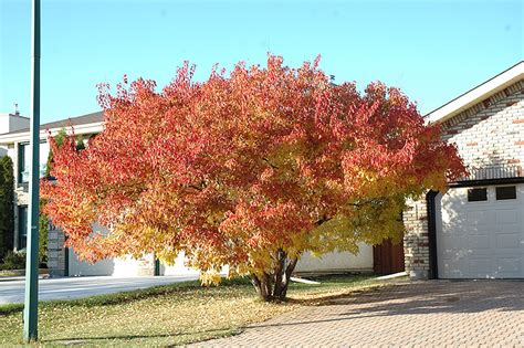 Amur Maple Multi Stem Acer Ginnala Multi Stem In Calgary