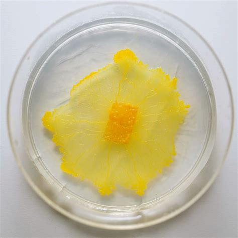 Kit Blob Physarum Polycephalum Etsy