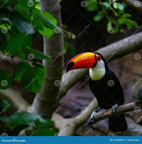 Tropical Toucan In A Tree Editorial Photography Image Of California