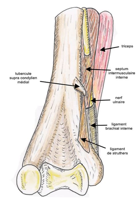 Nerf Ulnaire Au Coude Nerf Cubital Trajet Compression Libération