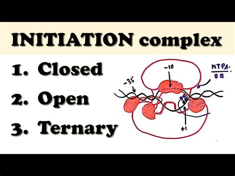 Prokaryotic Transcription Initiation Sigma Factor