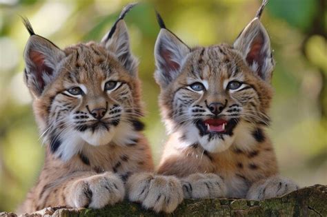 Page 16 Bobcat Cub Images Free Download On Freepik