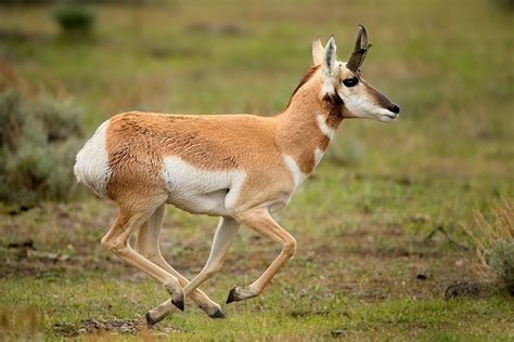 Pronghorn Antelope Running
