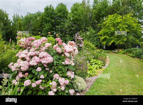 Mulch Border With Pink Hydrangea Arborescens Invincible Spirit Shrub