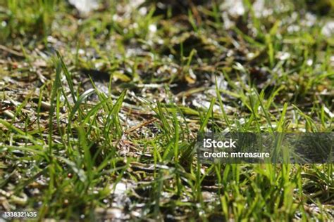 겨울의 끝에 유지 보수 후 파종 씨앗 젊어지게 습기와 진흙 녹색 잔디 잔디 잔디에서 신선한 녹색 잔디 촬영의 전체 프레임 이미지 전경에 초점을 맞추고 0명에 대한 스톡 사진