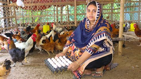 সৌখিন নারী উদ্যোক্তা সখি আপার টাইগার মুরগি এবং ফাউমি মুরগির সম্বিত খামার। Tiger Morgi Farming