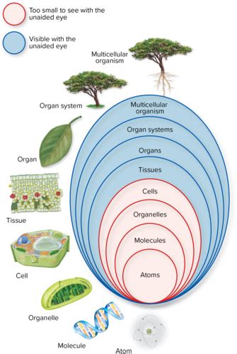 Biol 101 Unit 1 Quiz Flashcards Quizlet