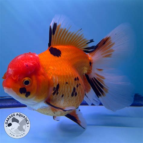 Live Premium Fancy Goldfish Thai Oranda Tri Color Giant Breed Peacock