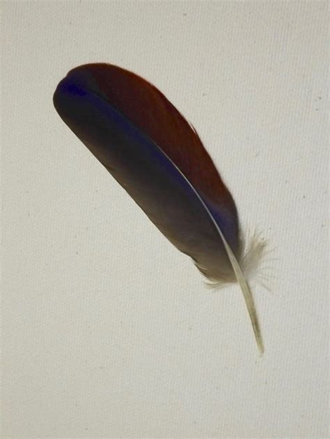 Exotic Parrots And South American Macaws Sold Feather Items