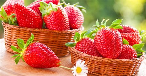 Коли пересаджувати полуницю щоб мати гарний врожай у наступному році Новости Section Ukr Net