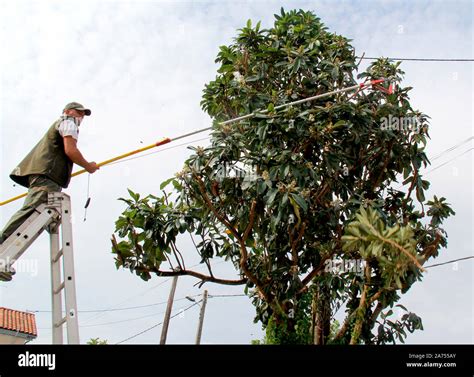Pruning Of A Fruit Tree Loquat With An Averruncator Whose Branches