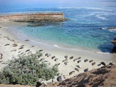 Seal Beach San Diego La Jolla At Colin Jetton Blog