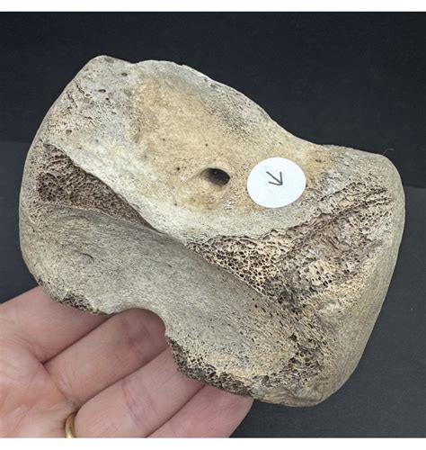 Fossils For Sale Fossils Fossil Sperm Whale Vertebra With Megalodon Bite Marks From