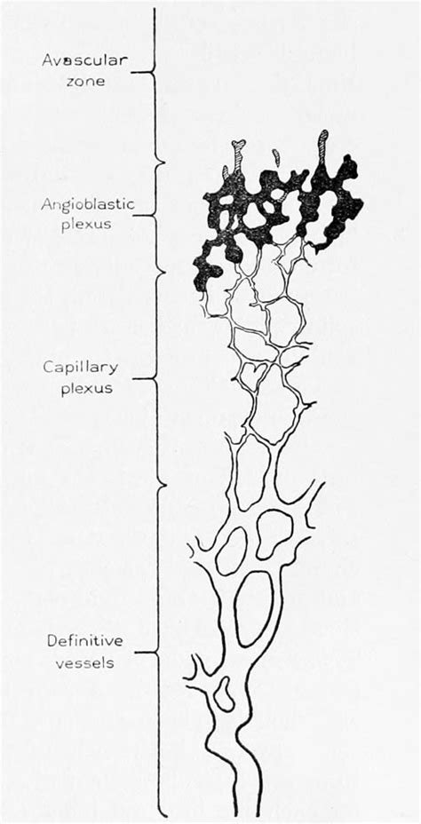 Paper The Development Of The Subcutaneous Vascular Plexus In The Head