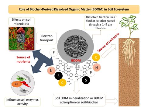 Biochar Derived Dissolved Organic Matter Bdom And Its Influence On