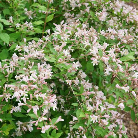 Jolene Jolene® Beautybush Kolkwitzia Amabilis Proven Winners