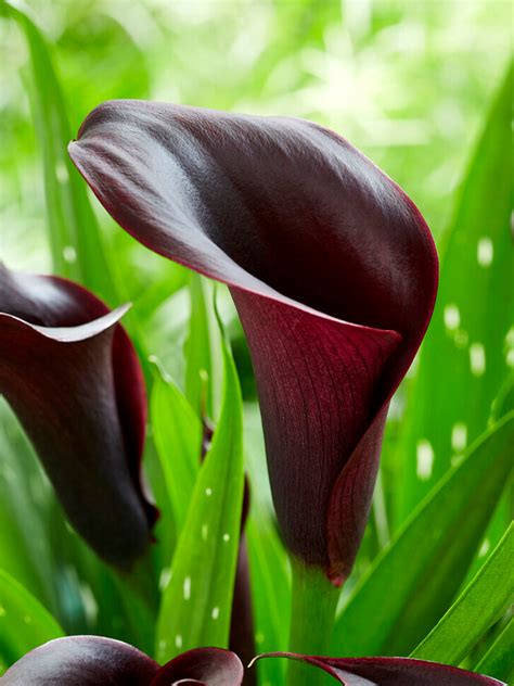 Lily Bulbs From Holland At Roger Monday Blog