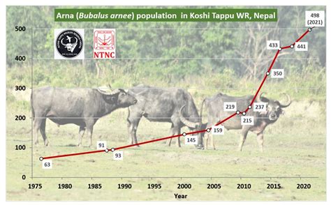 Wild Water Buffalo Population Increases In Nepal The National Trust