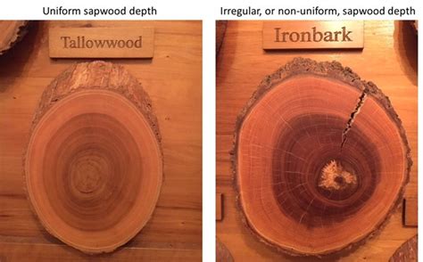 Sap Flow Correction Parameters Explained Implexx