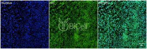 Src Antibody Bicell Scientific®