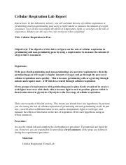 03 05 Cellular Respiration Lab Report Pdf Cellular Respiration Lab Report Instructions In