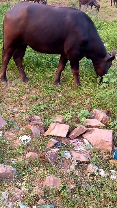 Buffelo Eating Viral Youtube