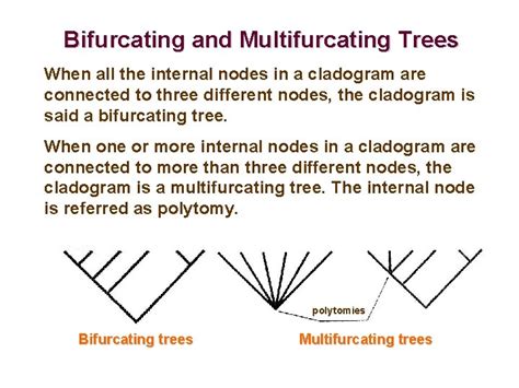 Tree Terminologies Phylogenetic Tree Phylogenetic Relationships Are