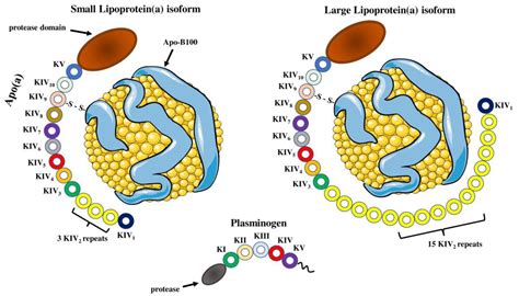 Ldl Cholesterol Molecule Familial Hypercholesterolemia Detect Treat