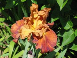 When Should I Divide My Bearded Iris PlantTalk Colorado