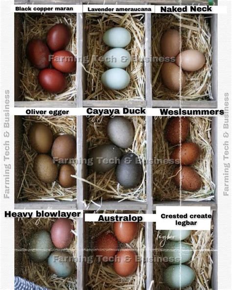 Farming Colored Chicken Breeds And Their Egg Colors Chickens Come In A Variety Of Colors And