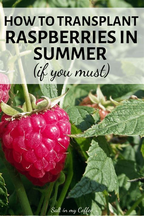 Transplanting Raspberries In Summer Salt In My Coffee