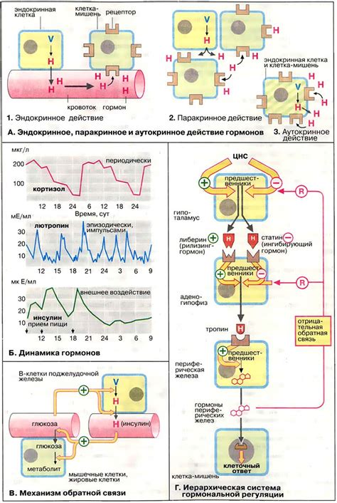 Г Иерархическая система гормональной регуляции Биохимия