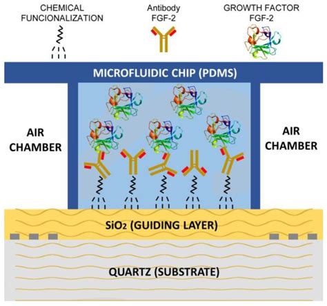 Biosensors Mdpi On Linkedin Recommended Saw Biosensors Saw Biosensors