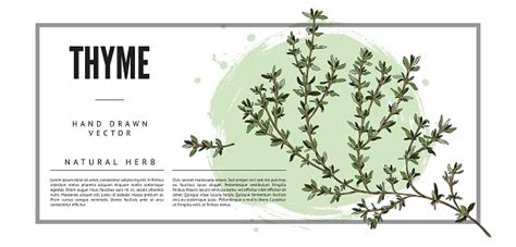 백리향 천연 매운 허브와 향기로운 식물 라벨 또는 배너 벡터 일러스트 레이 션 가장자리에 대한 스톡 벡터 아트 및 기타 이미지 가장자리 건강한 식생활 고풍스런