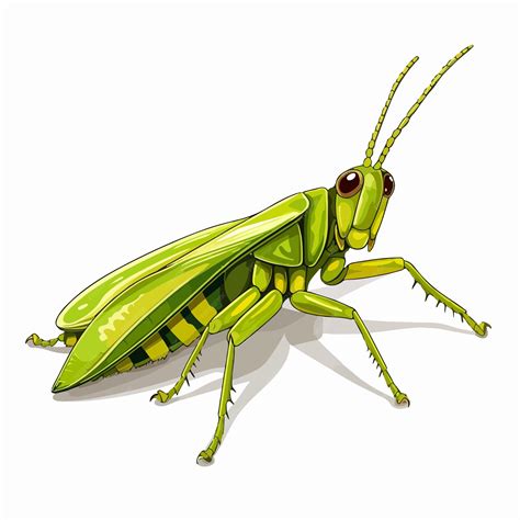 Detailed Grasshopper Vector Illustration Isolated On White Background Premium Ai Generated Vector