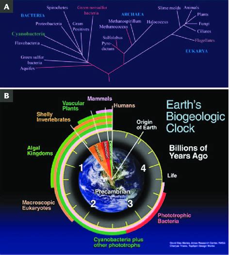 A Representation Of A Simple Phylogenetic Tree Based On DNA Gene Download Scientific Diagram