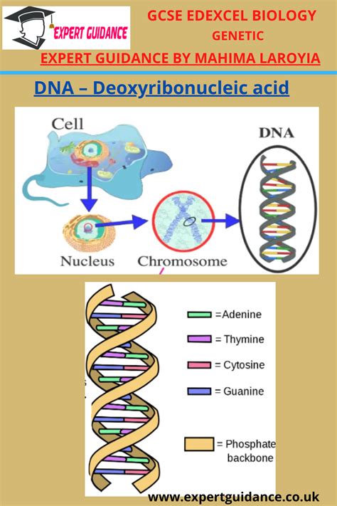 Gcse Ocr Biology Coordination And Control The Nervous System Complete