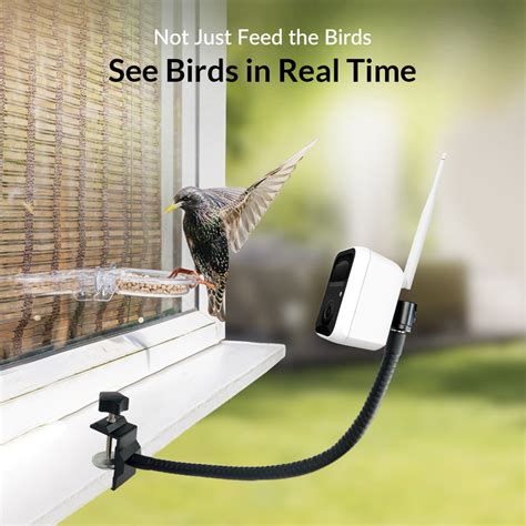 netvue birdfy cam real time notifications smart bird feeder camera