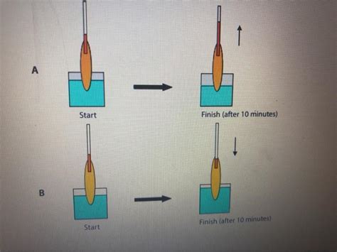 The Following Diagram Shows A Carrot Used As An Osmometer Scientists Set Up An Experiment By