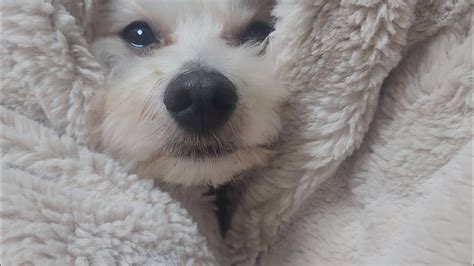 이불밖은 위험해 Youtube