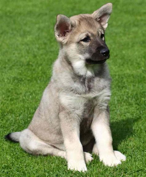 What Color Is A Norwegian Elkhound