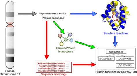 Structure And Protein Interaction Based Gene Ontology Annotations Reveal Likely Functions Of