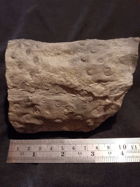 Lepidodendron Tree Root Fossil Kentucky Coal Fields 300 Million Years