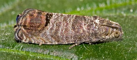 The Troublesome Codling Moth Critter Science