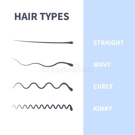 Hair Types Chart Set Of Strands Growth Patterns Stock Vector Illustration Of Porosity Frizzy