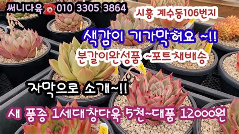 시흥써니다육 1세대창 잘키운 직접번식 1세대 창들이 대분분 5천원대부터~대품12000원 분갈이 다한 완성품플분다육전용토발아촉진제 Youtube