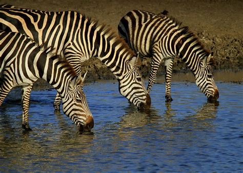 Cute Animals Drinking Water