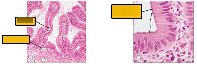 High Power Histology Of Gallbladder Diagram Quizlet