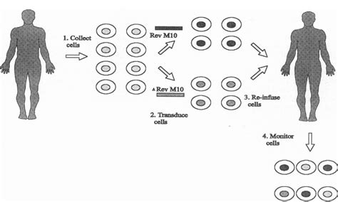 Microencapsulated Potassium Chloride 10 Meq Extended Release Oral Tablet Klor Con Semantic